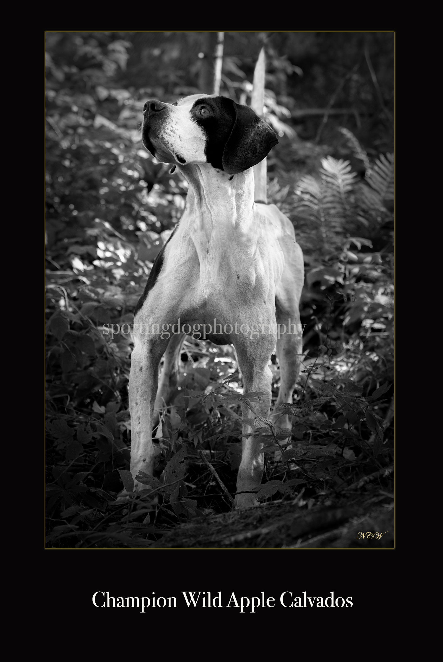 Wild Apple Dogs – Wild Apple Kennel