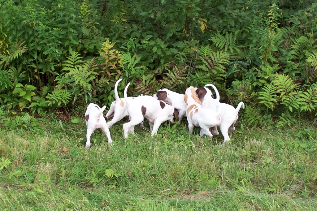 Joining the Elhew Club – Wild Apple Kennel