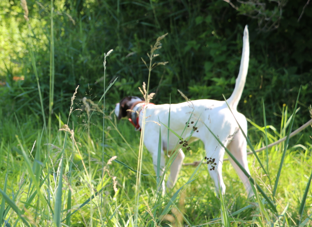 The Last Elhew – Wild Apple Kennel