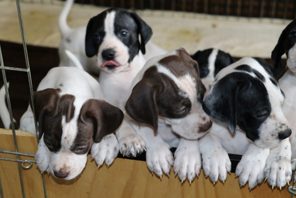 Wild Apple Kennel – Home of the 2007 Grand National Champion Wild Apple ...