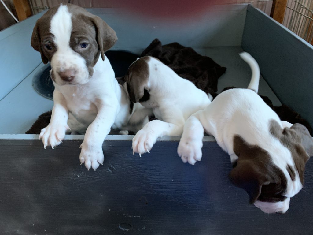 Puppies and Started Dogs – Wild Apple Kennel