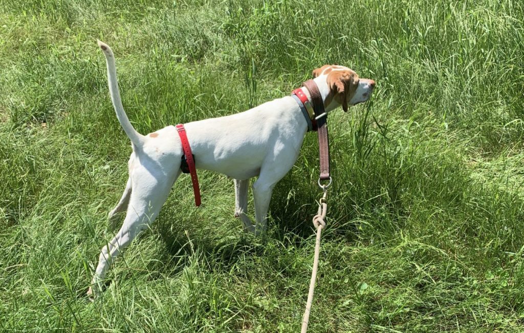 Breeding announcement – Wild Apple Kennel