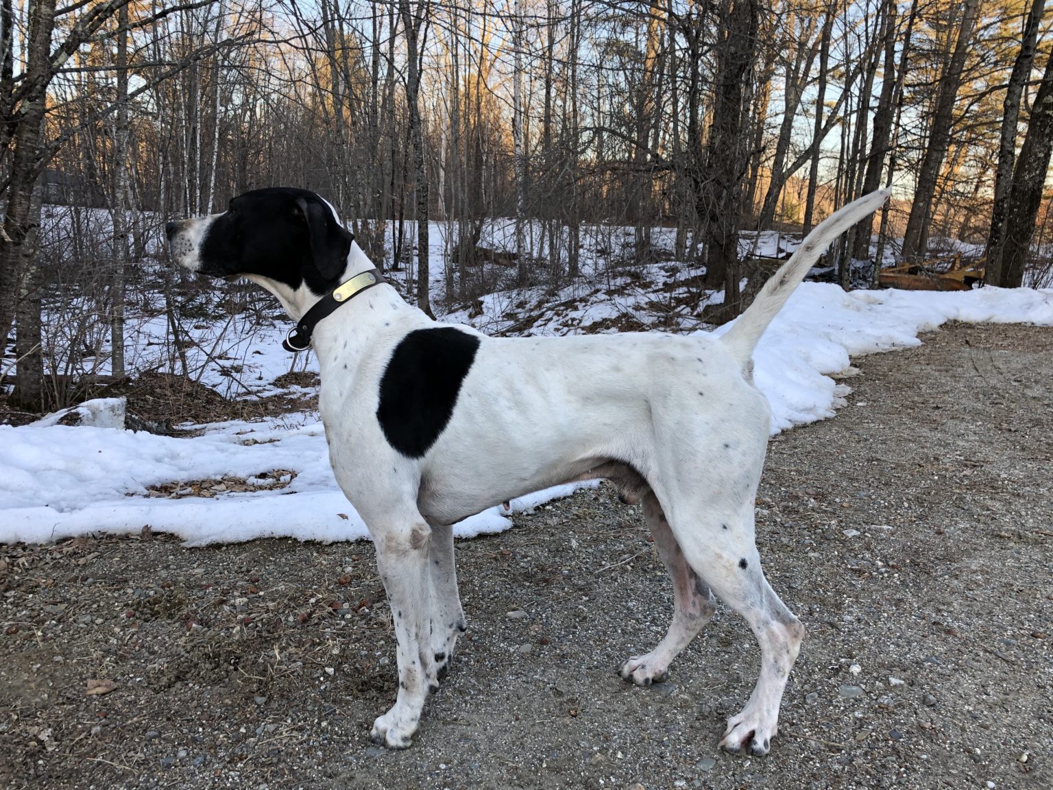 Puppies and Started Dogs – Wild Apple Kennel