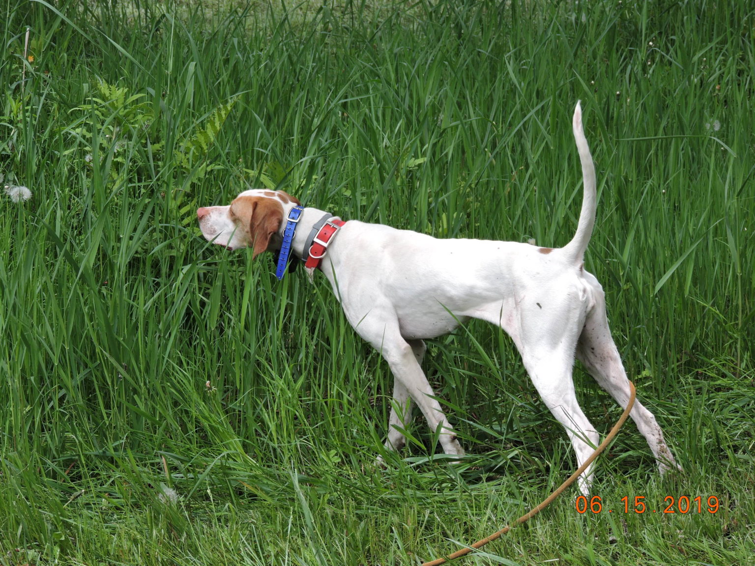 Joining the Elhew Club – Wild Apple Kennel