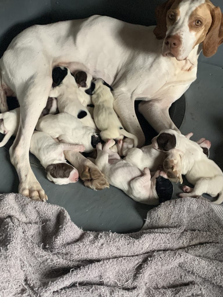 Puppies and Started Dogs – Wild Apple Kennel