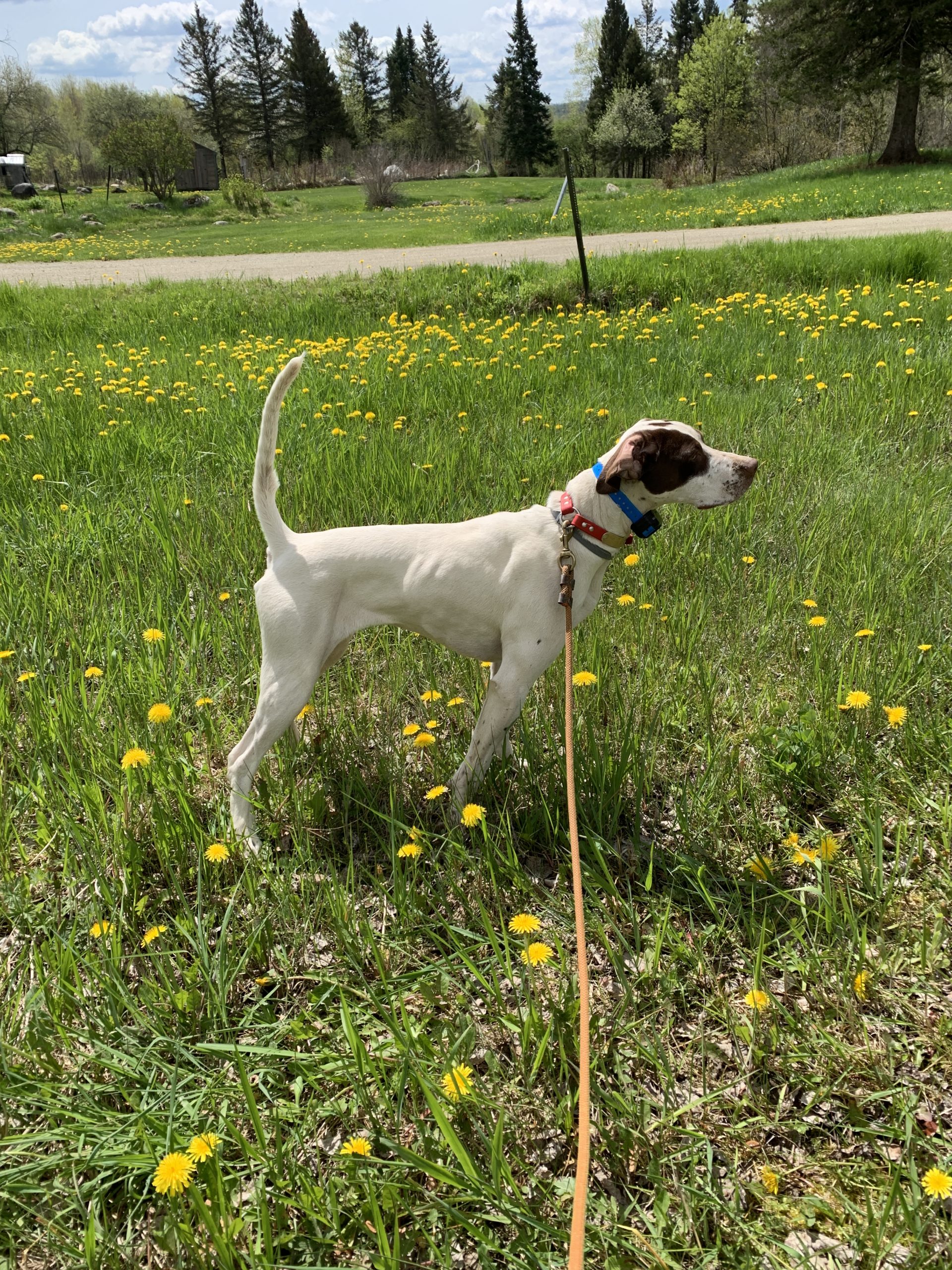 Puppies and Started Dogs – Wild Apple Kennel